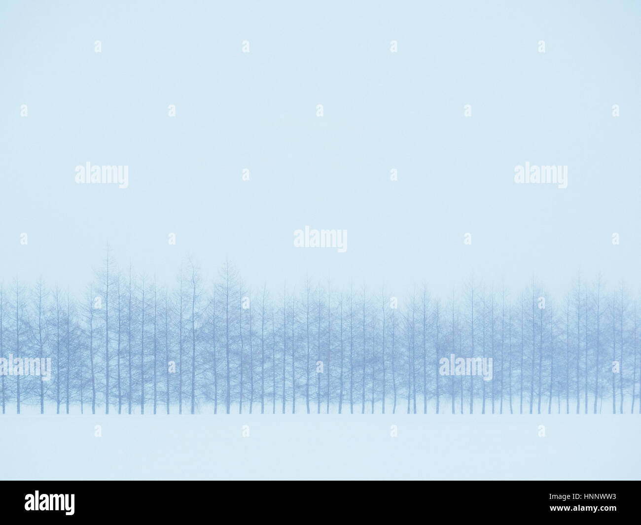 Windbreak forest hi-res stock photography and images - Alamy