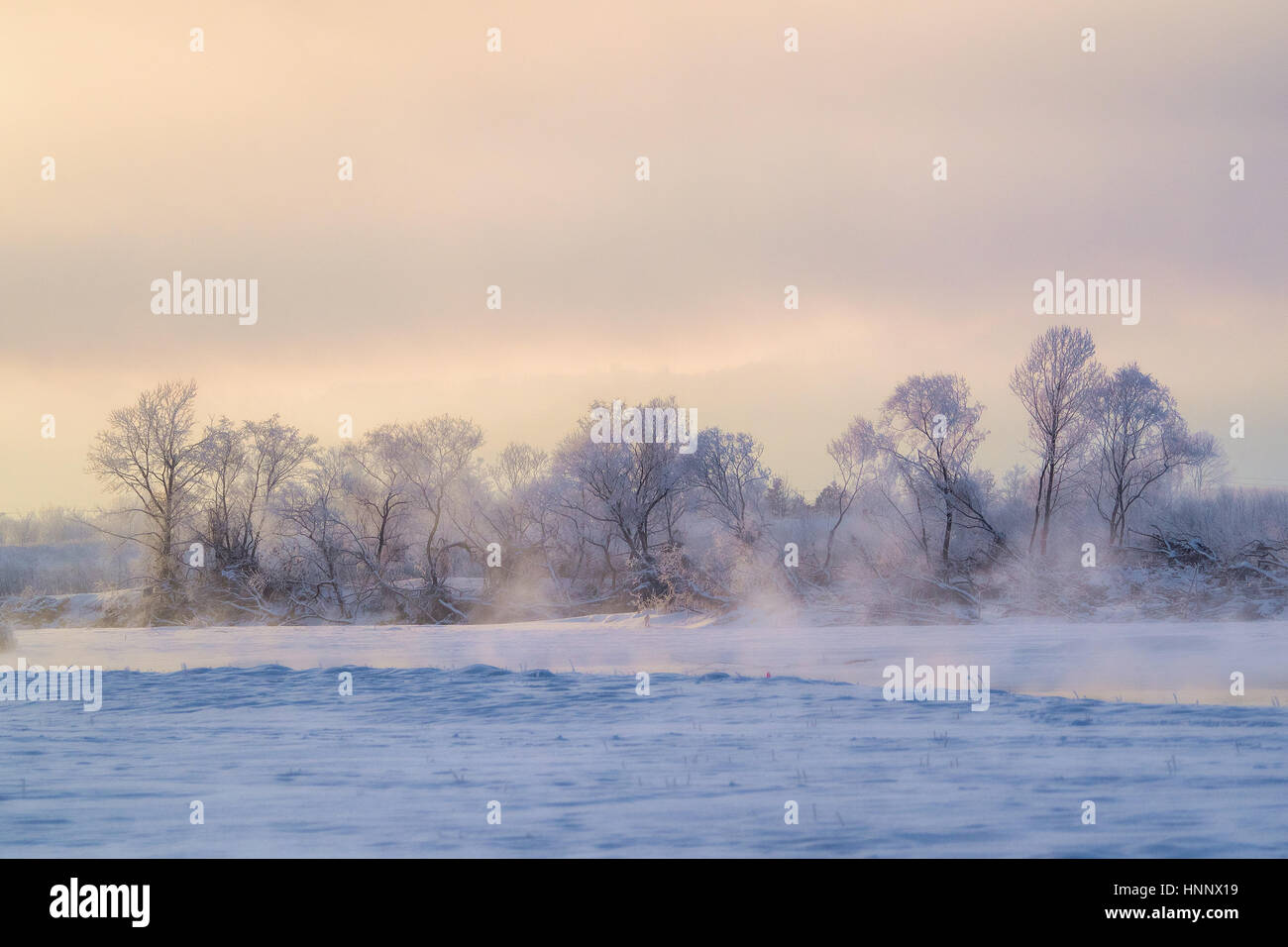 Soft rime in the morning glow Stock Photo - Alamy