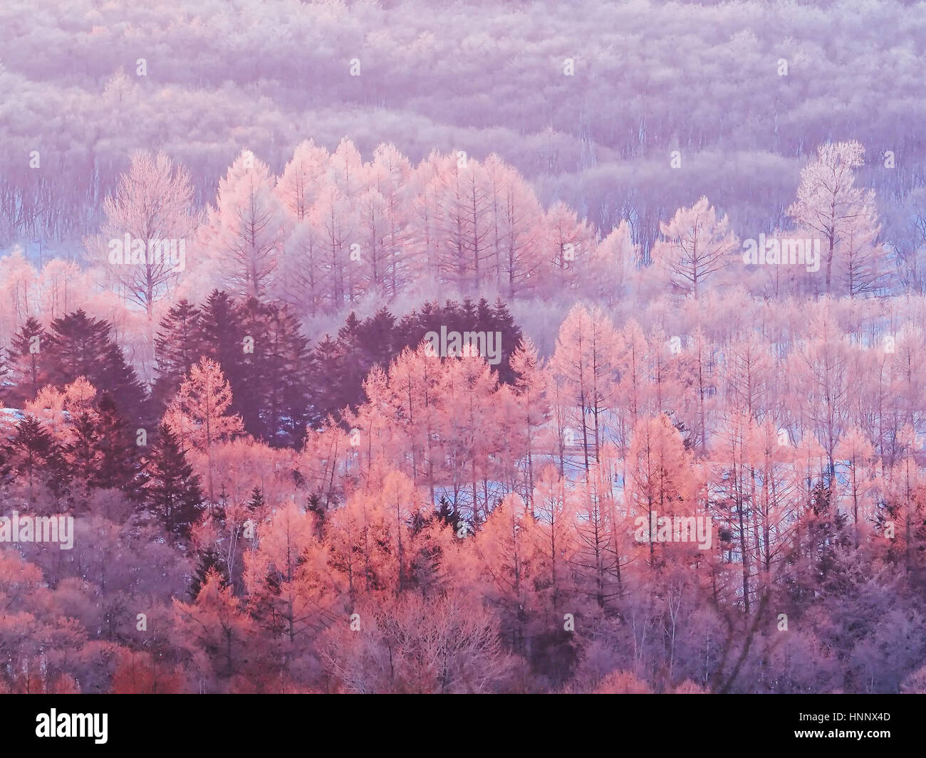 Forest of soft rime Stock Photo - Alamy