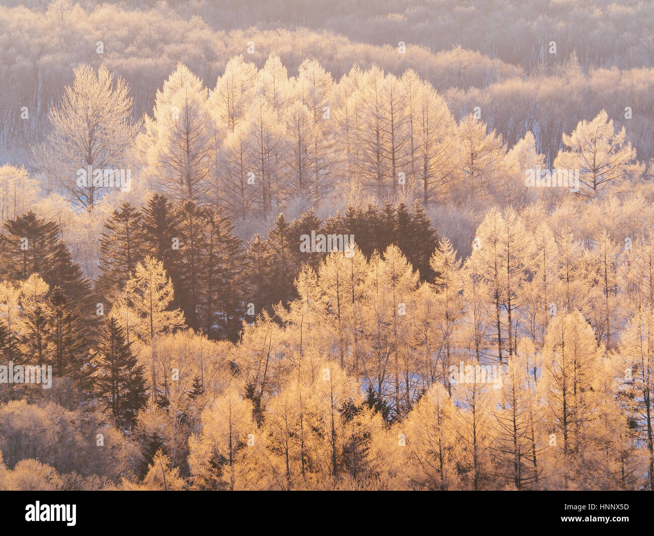 Forest of soft rime Stock Photo - Alamy