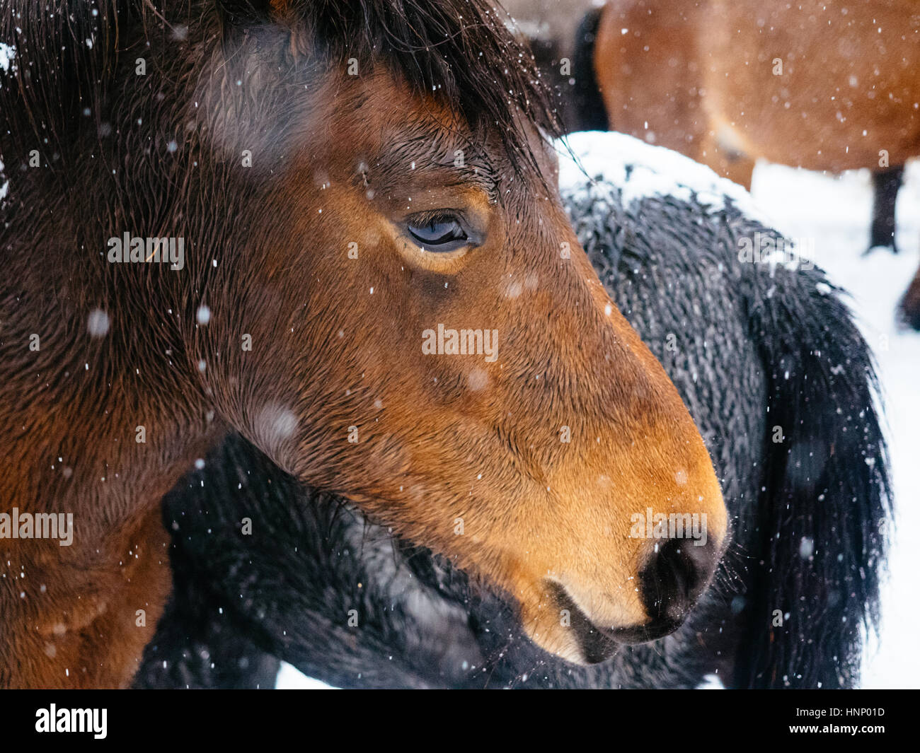 Horses in winter Stock Photo - Alamy