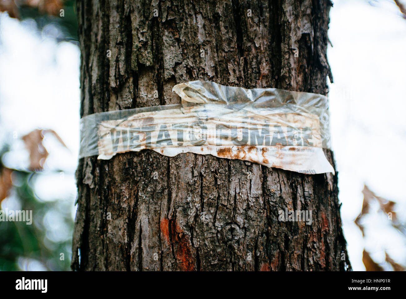 no smoking sign in a forest Stock Photo - Alamy
