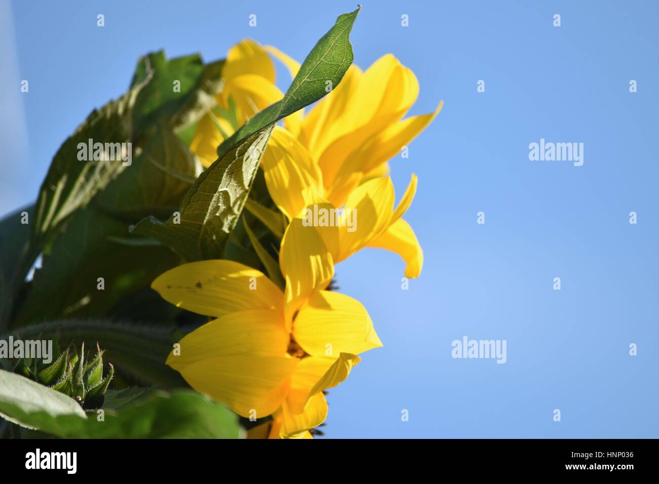 The Back of a Sunflower Stock Photo - Alamy