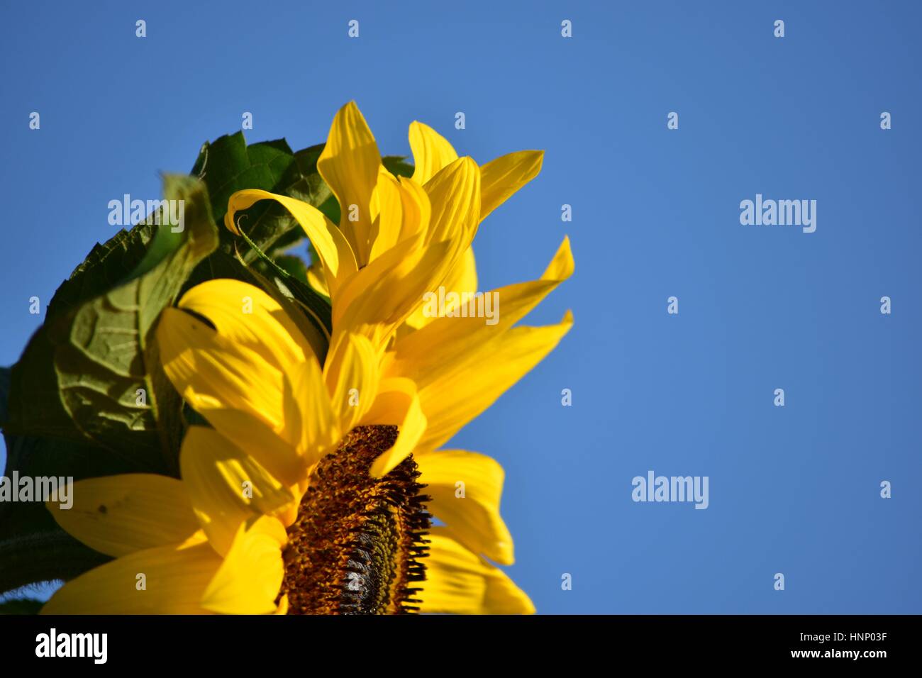 half a sunflower Stock Photo - Alamy