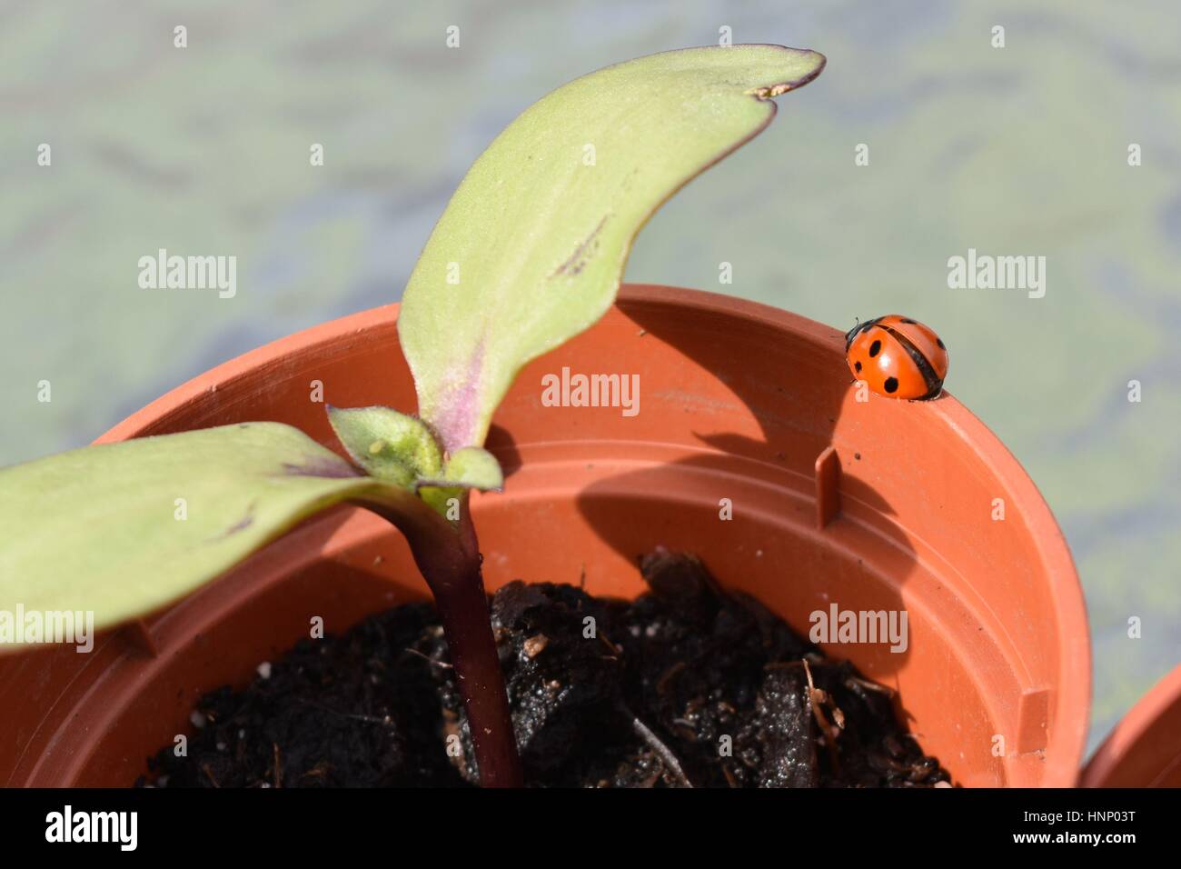Ladybug on plant pot hi-res stock photography and images - Alamy