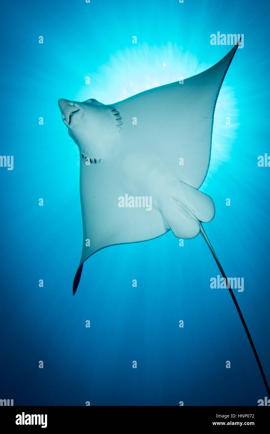 Aetobatus ocellatus hi-res stock photography and images - Alamy