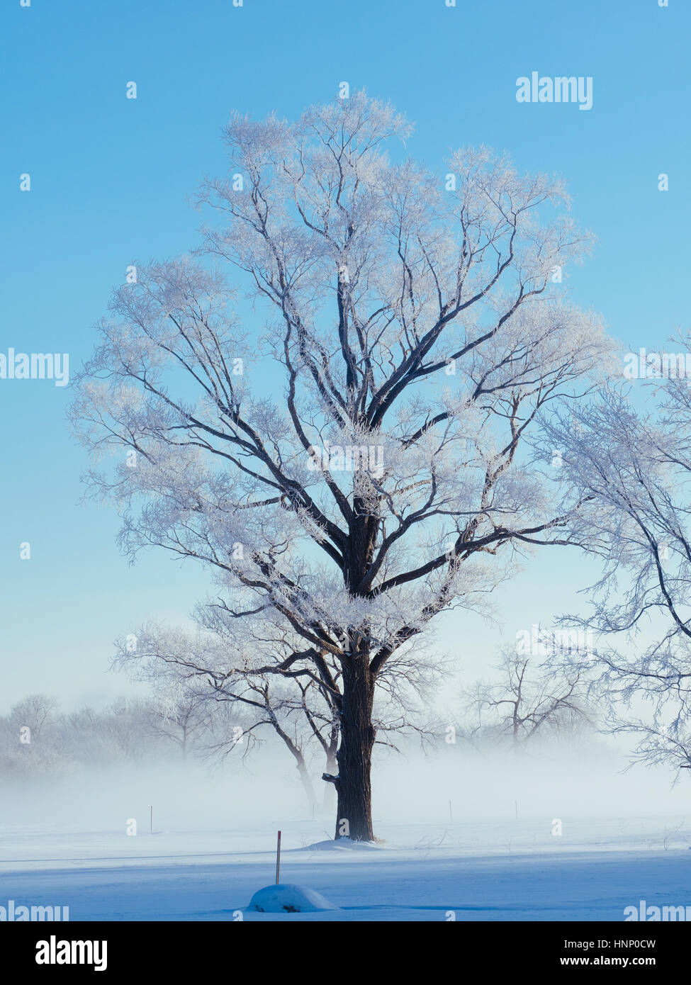 Soft rime hi-res stock photography and images - Alamy