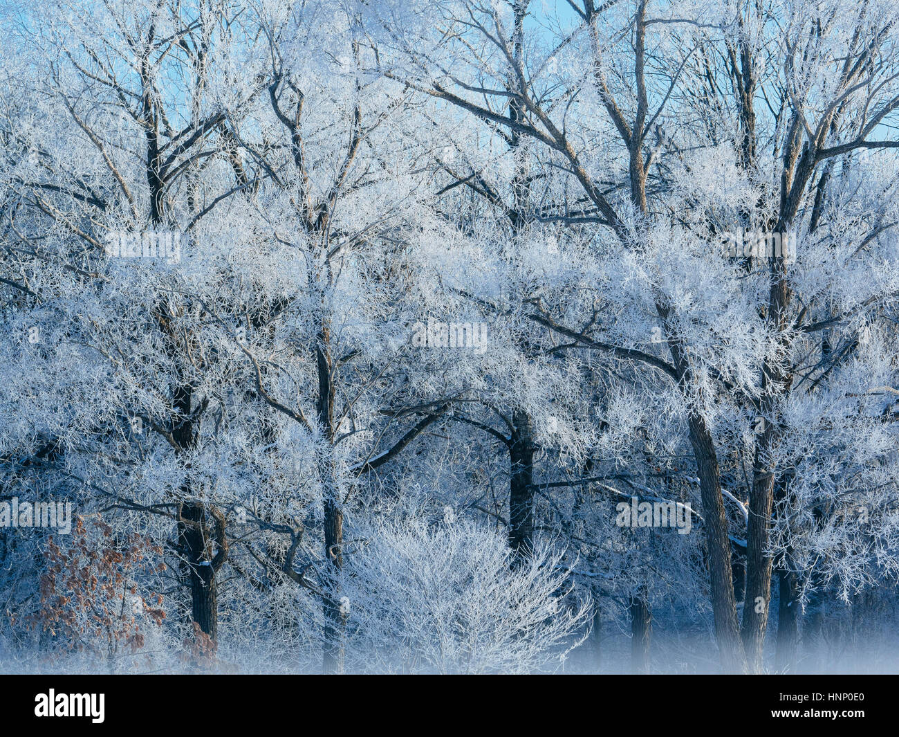 Soft rime hi-res stock photography and images - Alamy