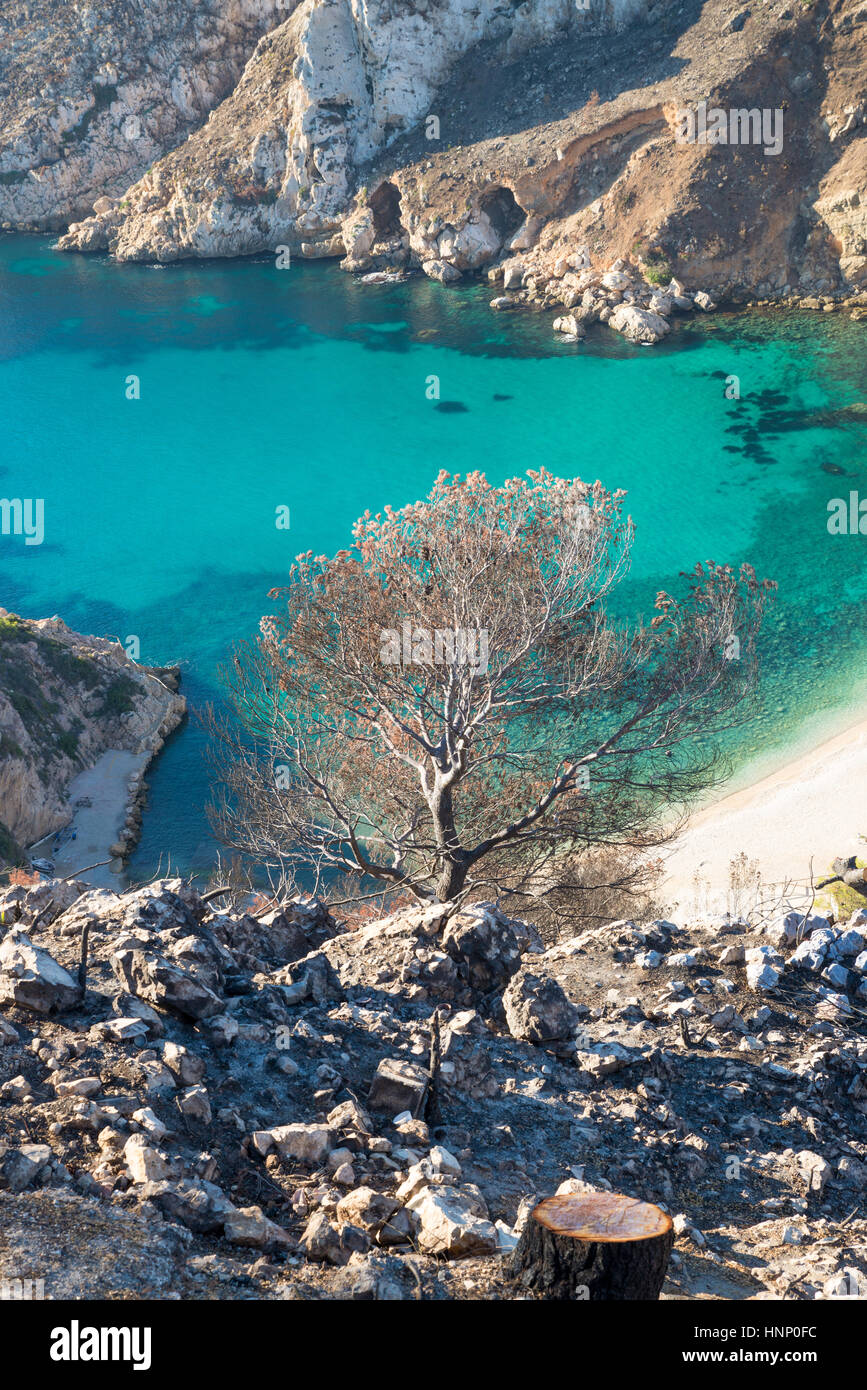 Aftermath of the devastating forest fire that destroyed a Mediterranean ...