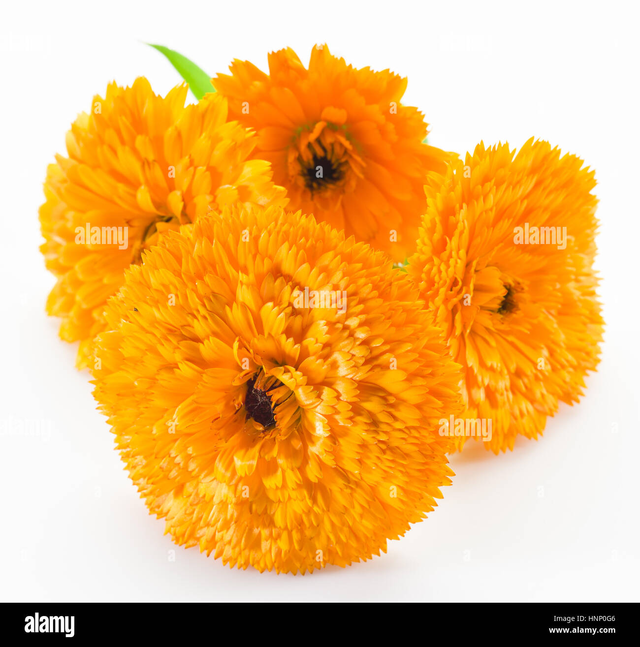 Calendula flowers isolated on white background Stock Photo - Alamy