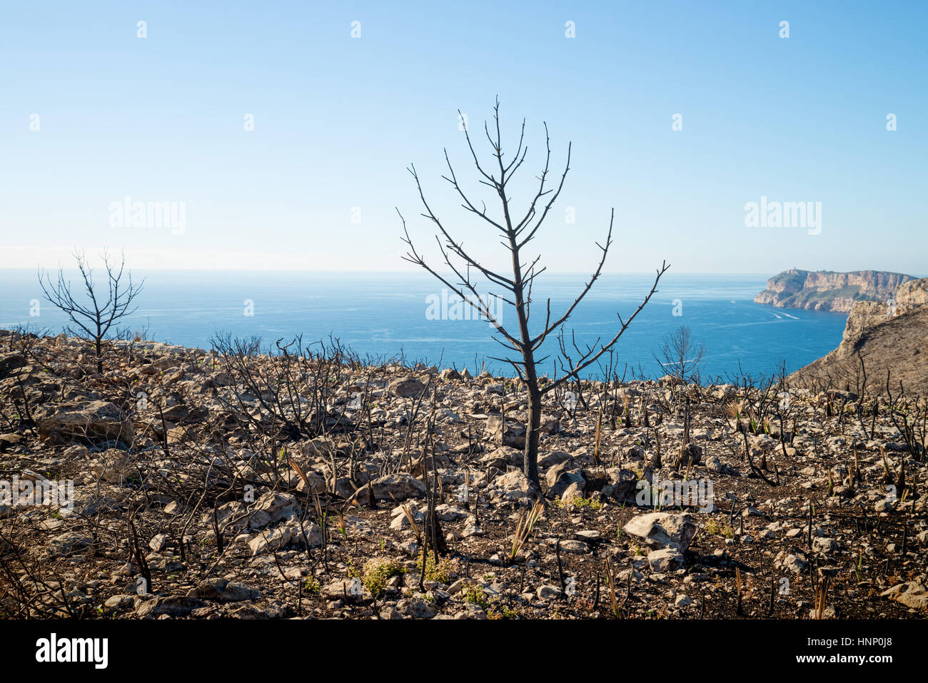 Aftermath of the devastating forest fire that destroyed a Mediterranean ...