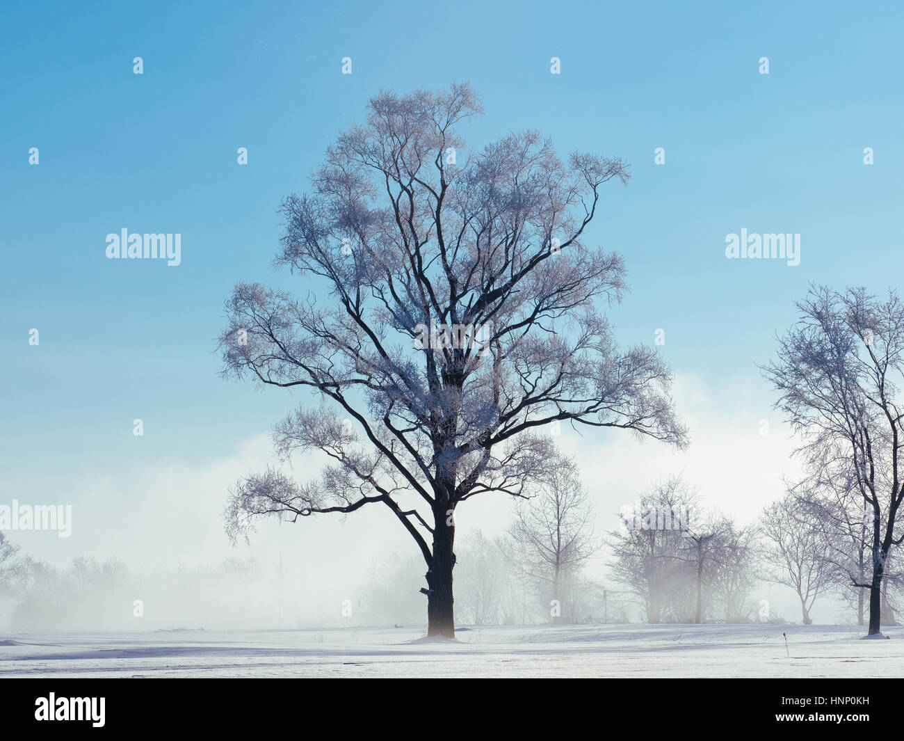 Image soft rime hi-res stock photography and images - Alamy