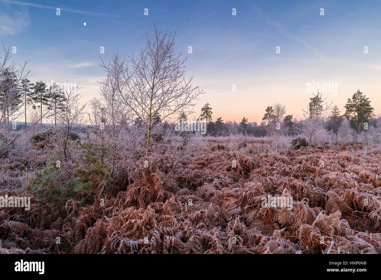 Lavington Common High Resolution Stock Photography and Images - Alamy
