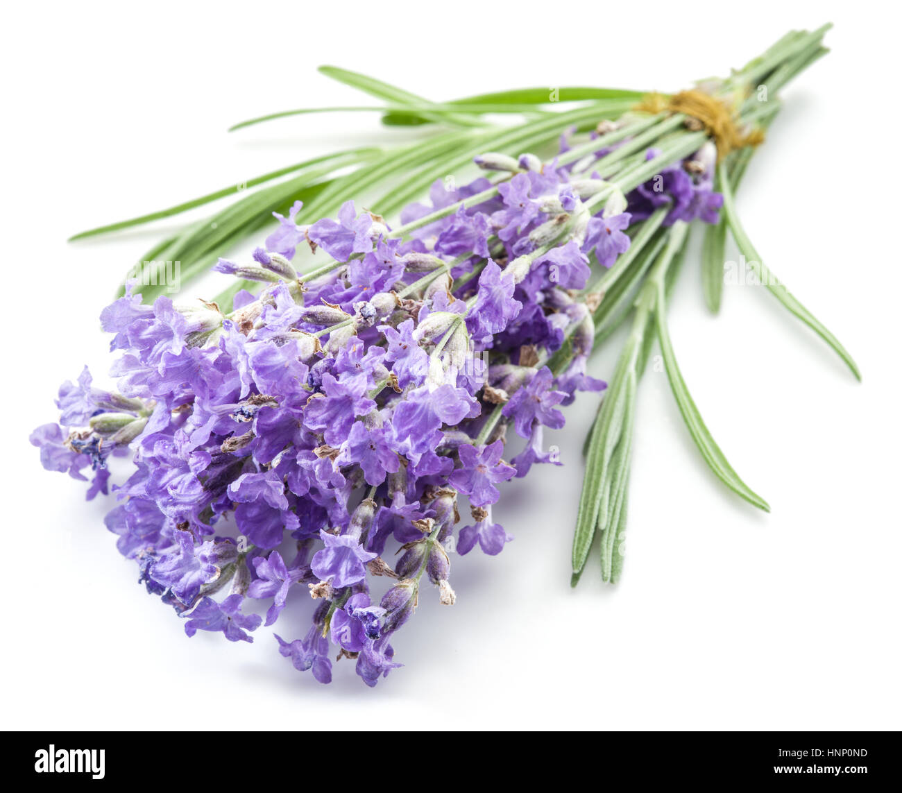 Bunch of lavandula or lavender flowers isolated on white background ...