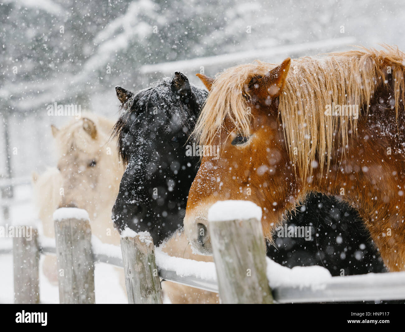 Horses in winter Stock Photo - Alamy