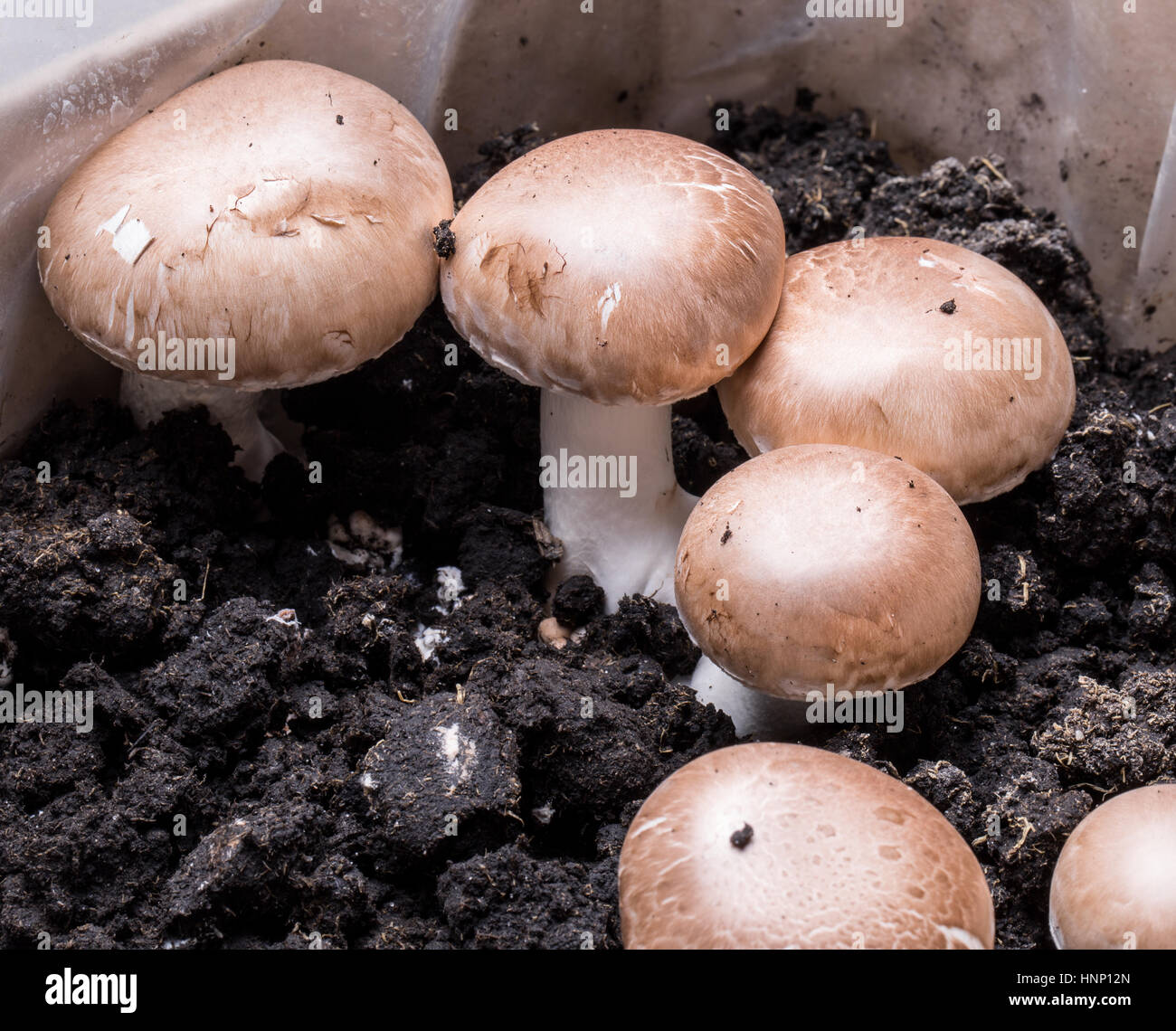 Champignon mushrooms. Fresh harvest. Macro Stock Photo - Alamy