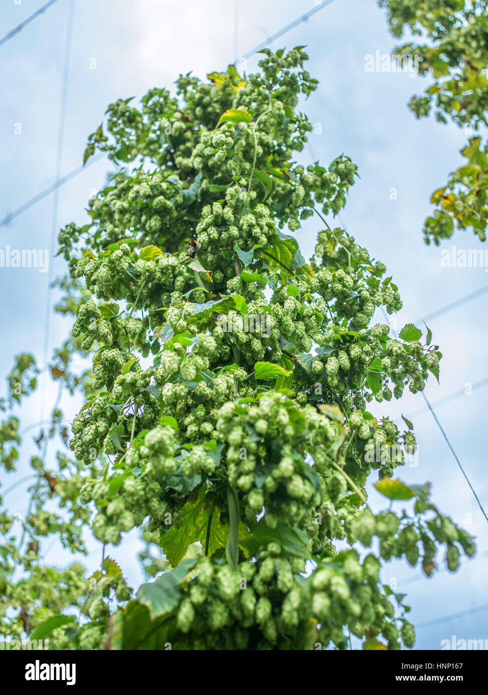 Hops yard. Hops plants climbing of special supported strings or wires ...