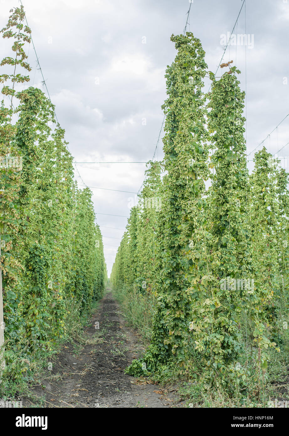 Hops yard. Hops plants climbing of special supported strings or wires ...