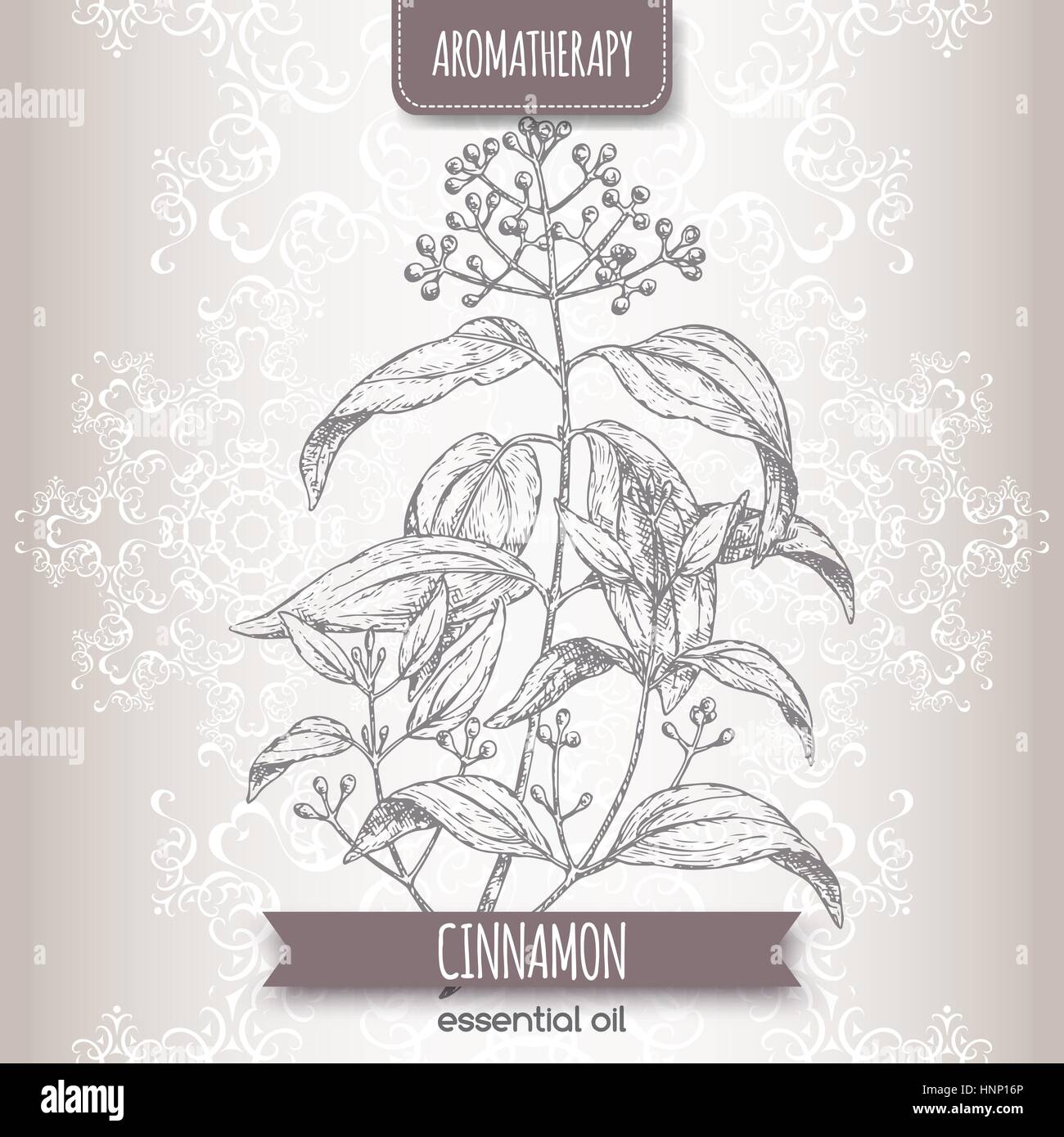 Cinnamon sketch on elegant lace background Stock Vector Image & Art - Alamy