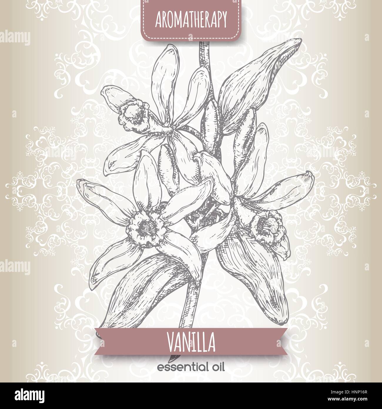 Vanilla sketch on black background Stock Vector Image & Art - Alamy