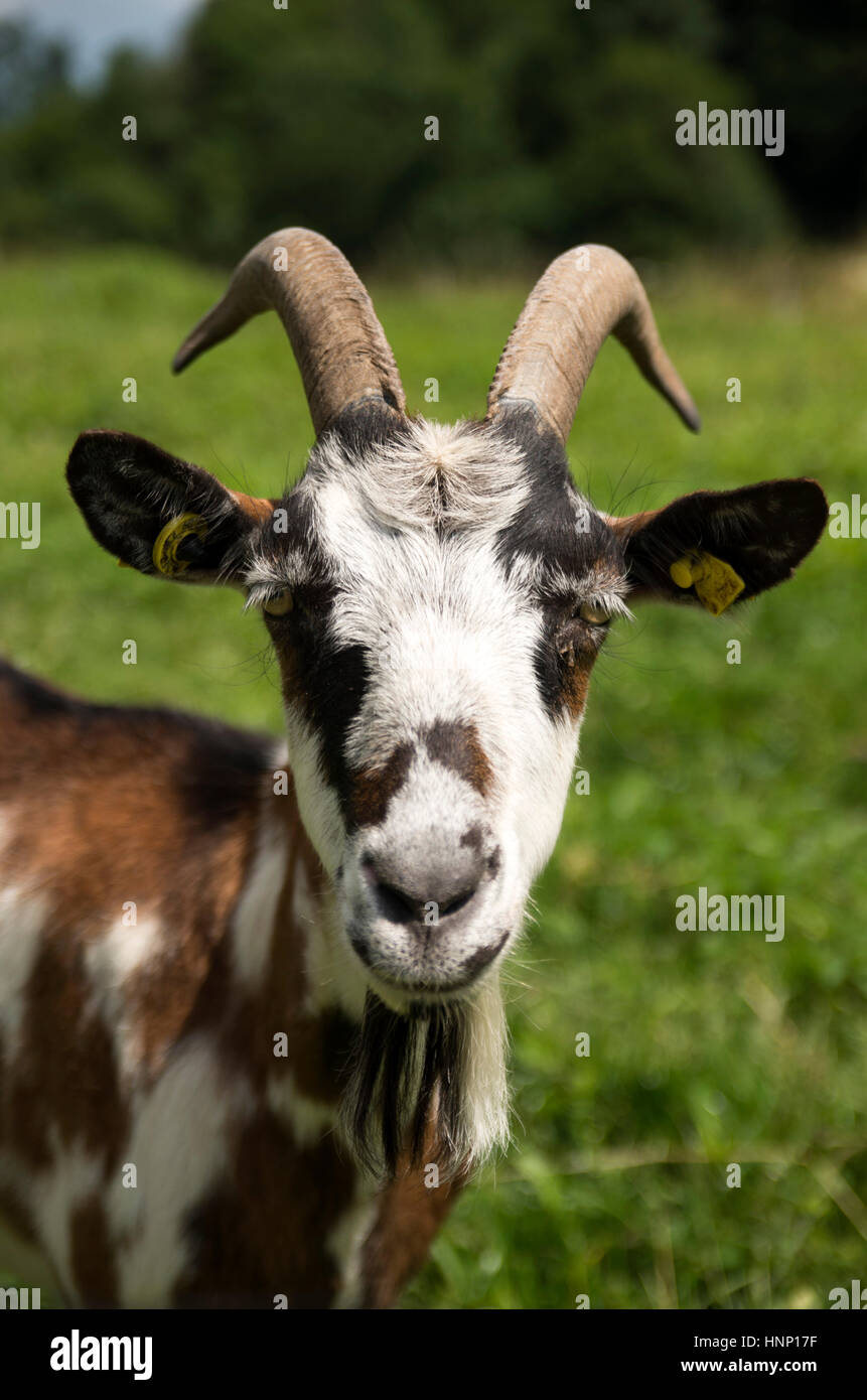 Goat face hi-res stock photography and images - Alamy