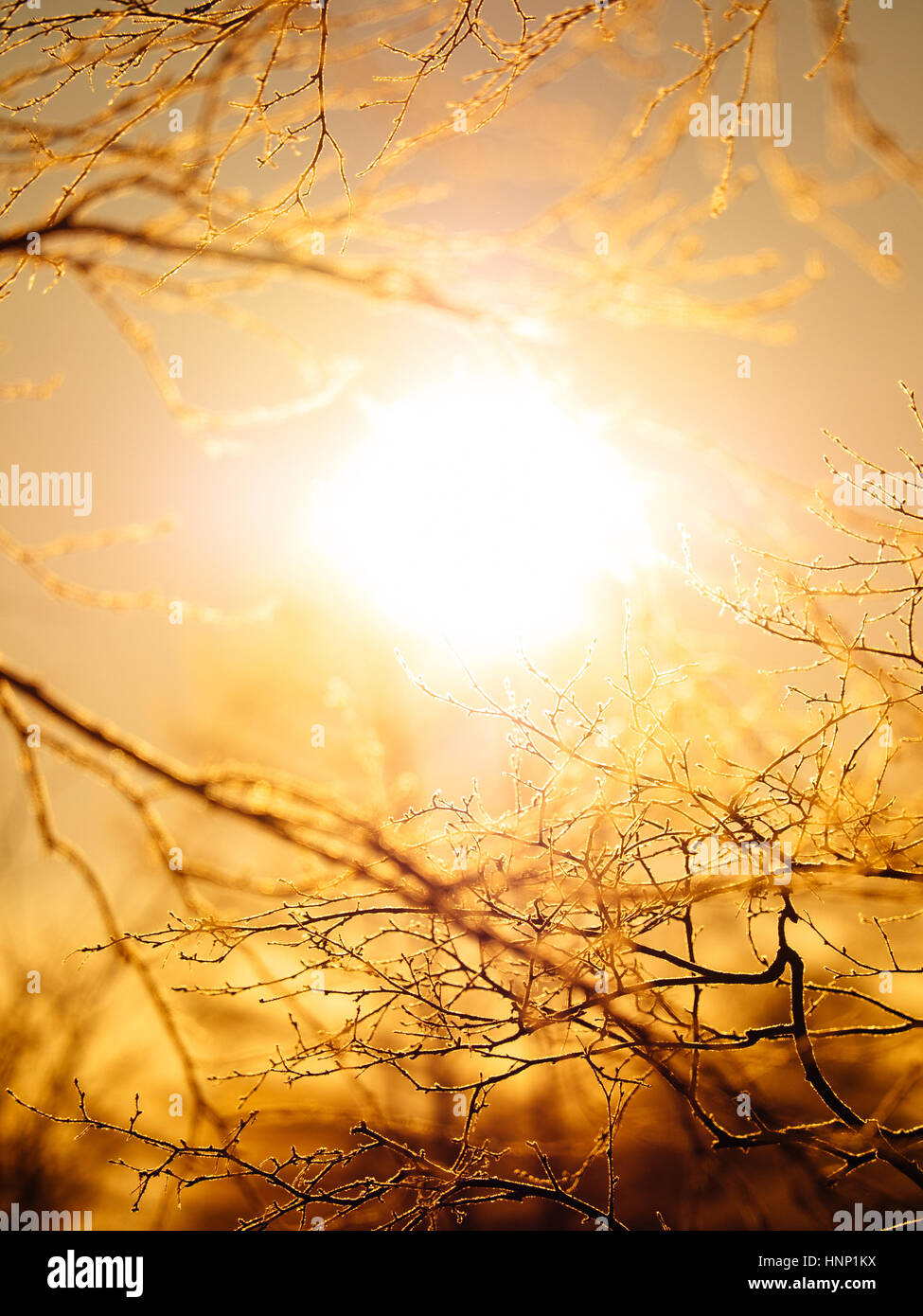 Morning glow in winter Stock Photo - Alamy