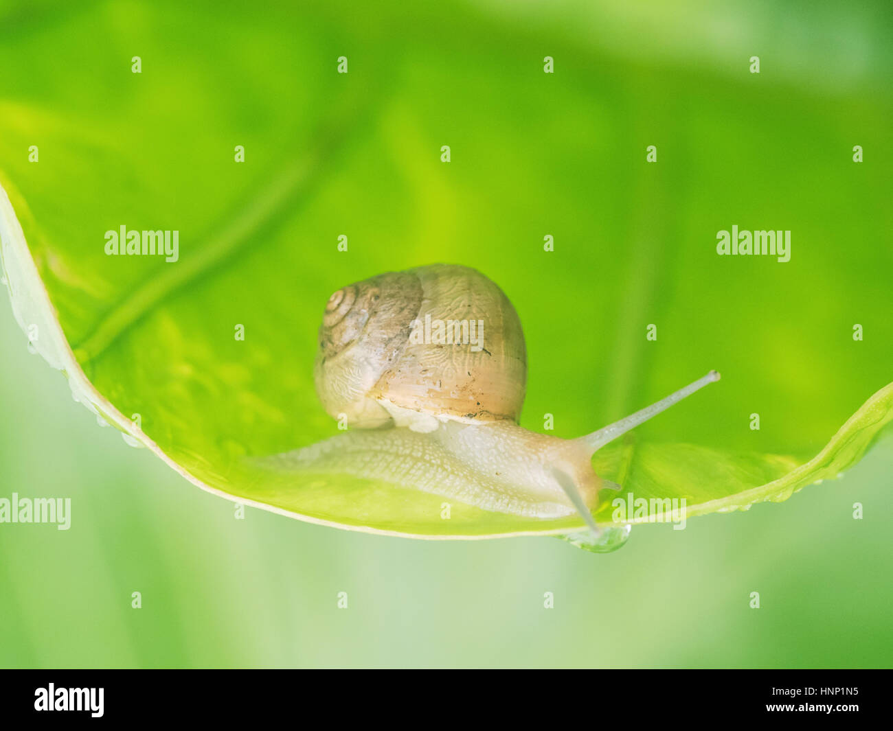Snails mouth hi-res stock photography and images - Alamy