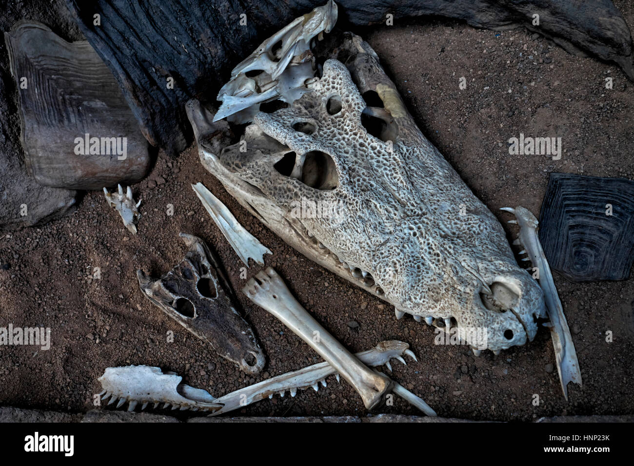 Crocodile skeleton hi-res stock photography and images - Alamy