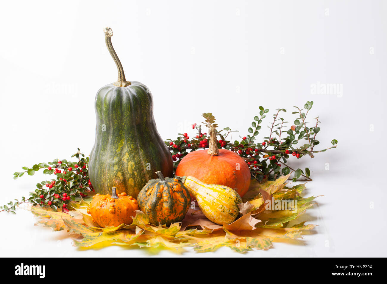 Pumpkin and squash autumn backgrounds on the table Stock Photo - Alamy
