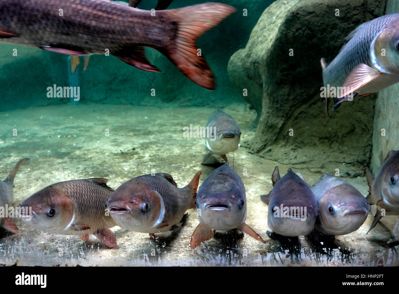Through aquarium hi-res stock photography and images - Alamy