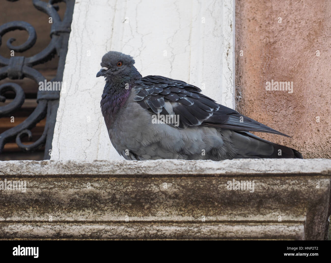 A domestic pigeon bird animal on a window Stock Photo - Alamy