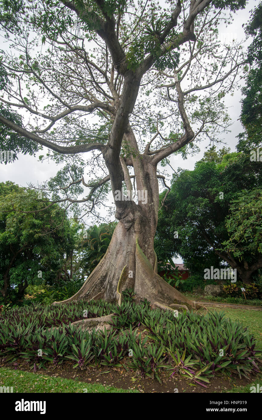 Ceiba tree hi-res stock photography and images - Alamy