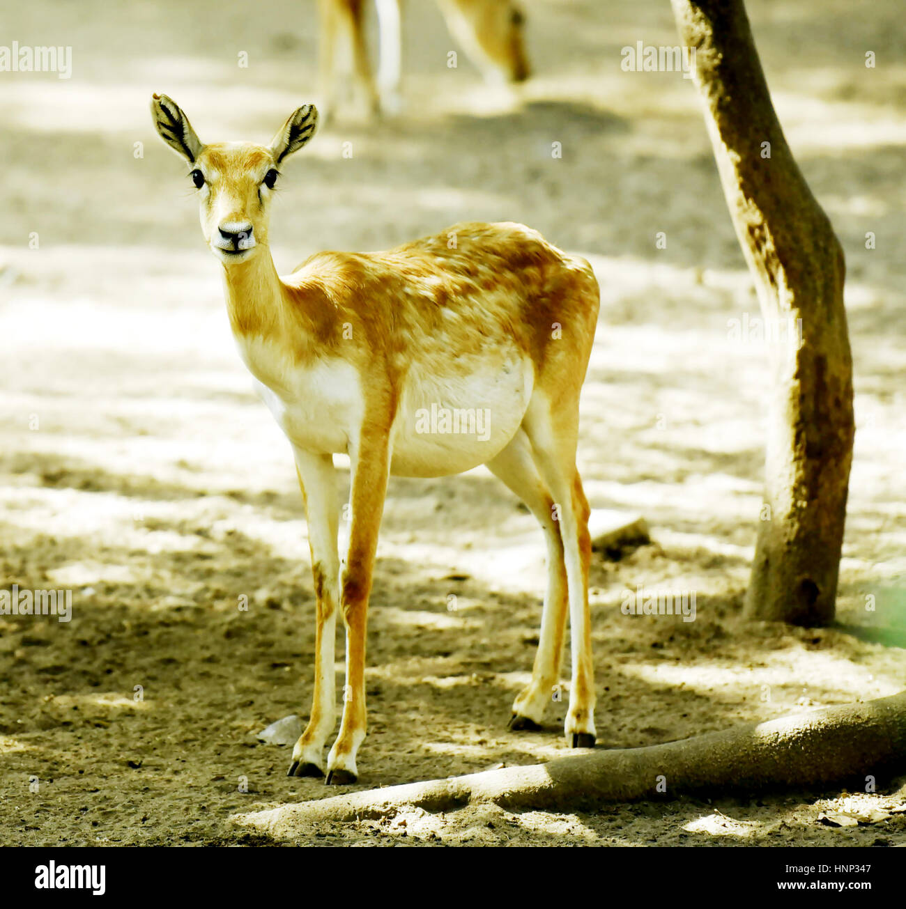 Buck ears hi-res stock photography and images - Alamy