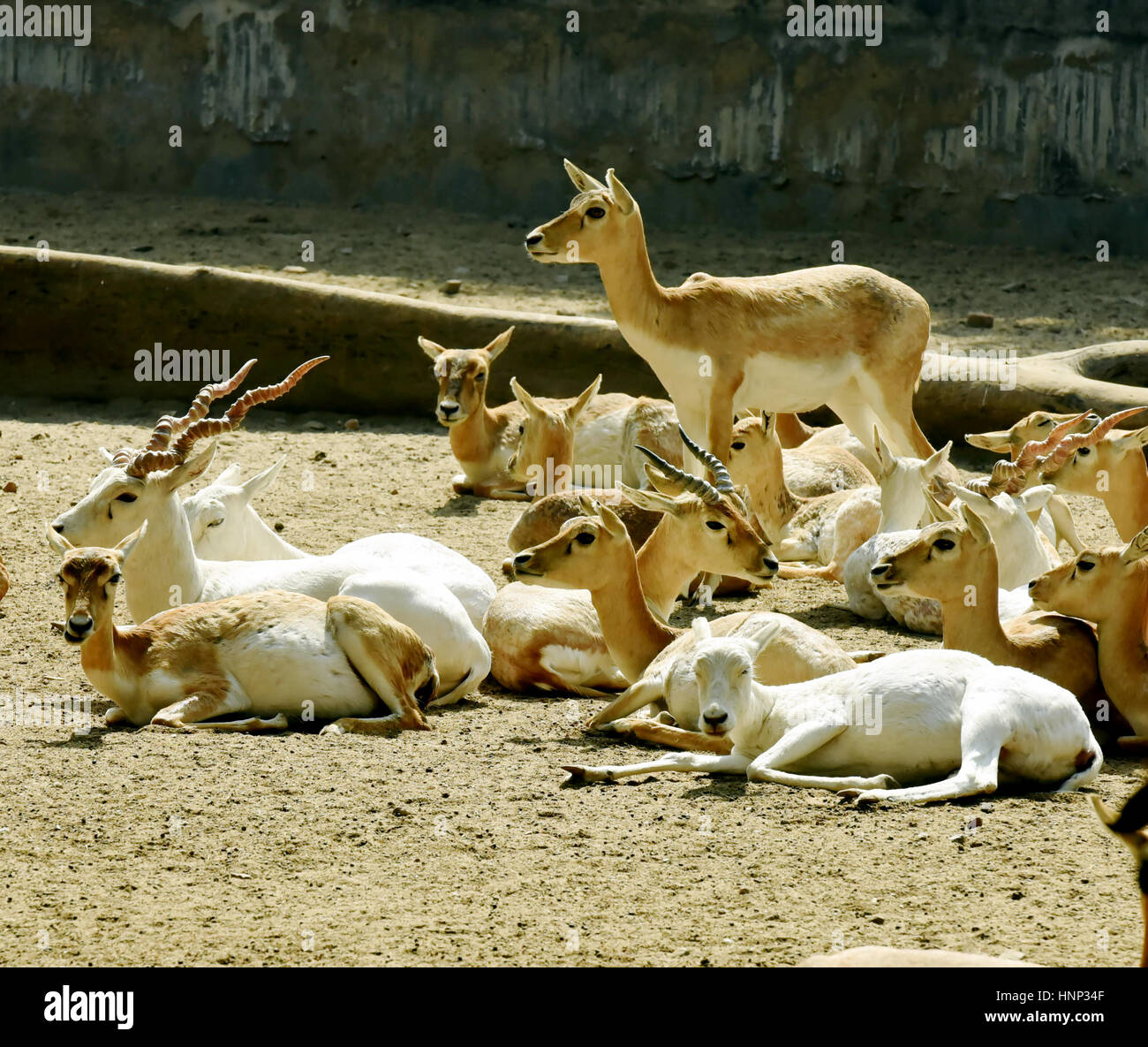 Buck and group of does hi-res stock photography and images - Alamy