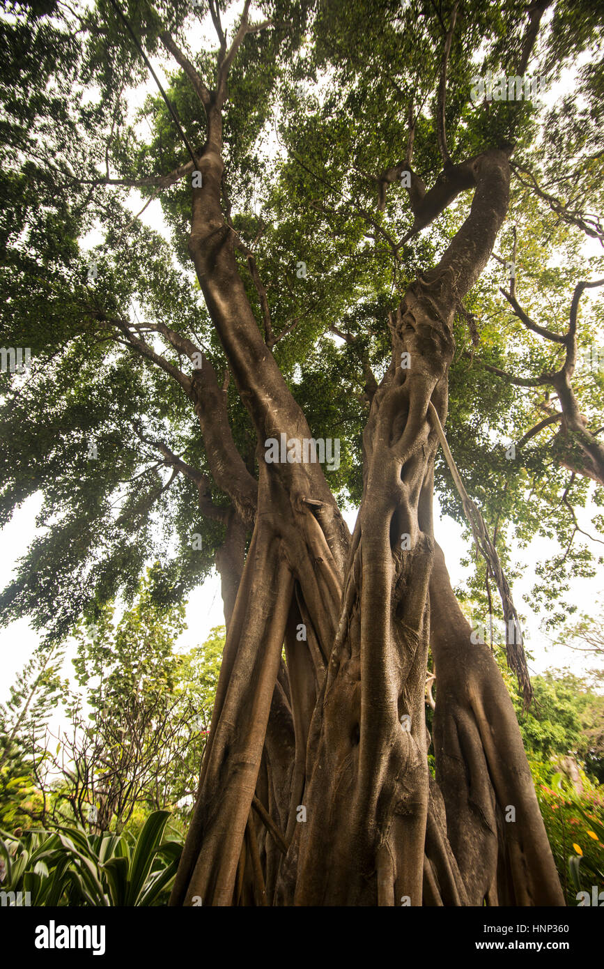 Ficus benjamina tree roots hi-res stock photography and images - Alamy