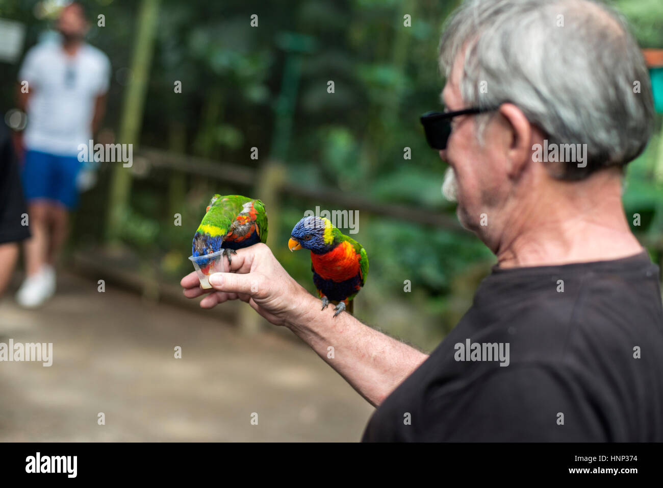 parrot on a human Stock Photo - Alamy