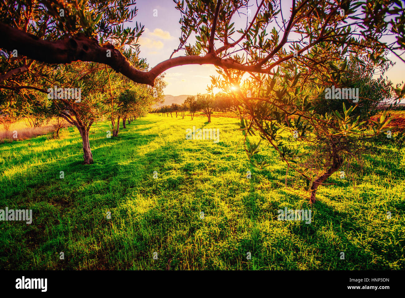 Tree shadow with sunset Stock Photo - Alamy