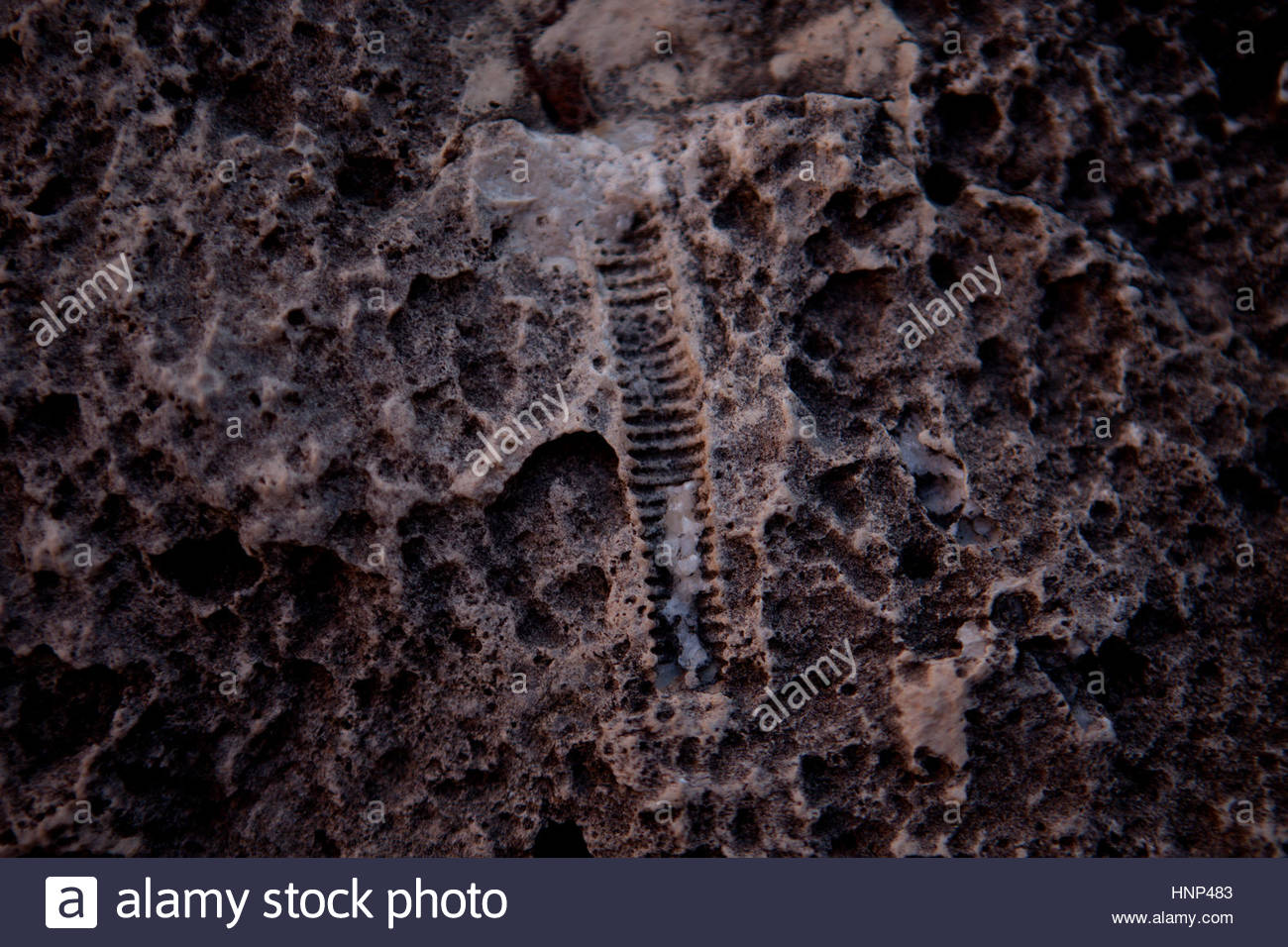 Imprint Fossil High Resolution Stock Photography and Images - Alamy
