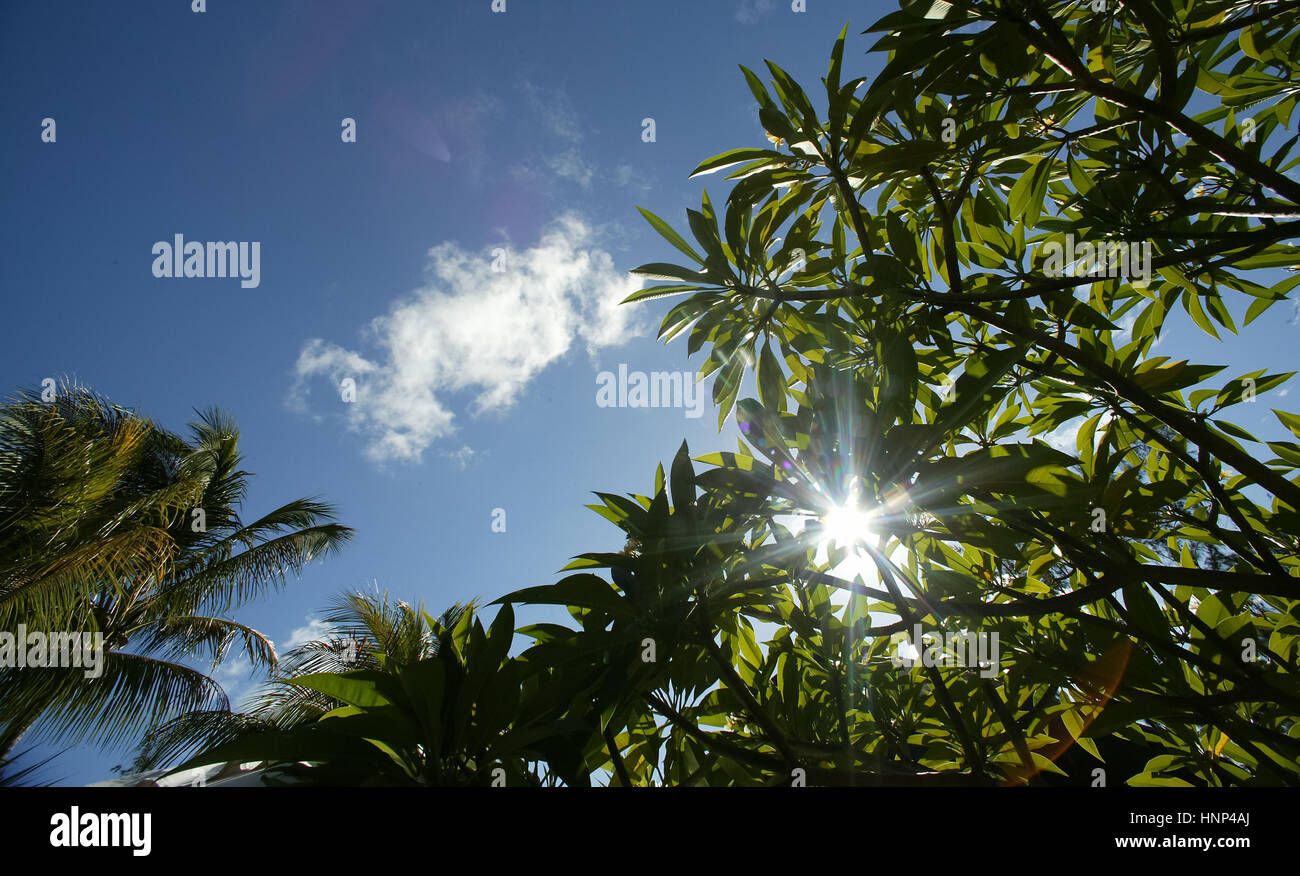 Oberoi Luxury hotel, bungalow class, palm trees, MUS, Mauritius, The ...