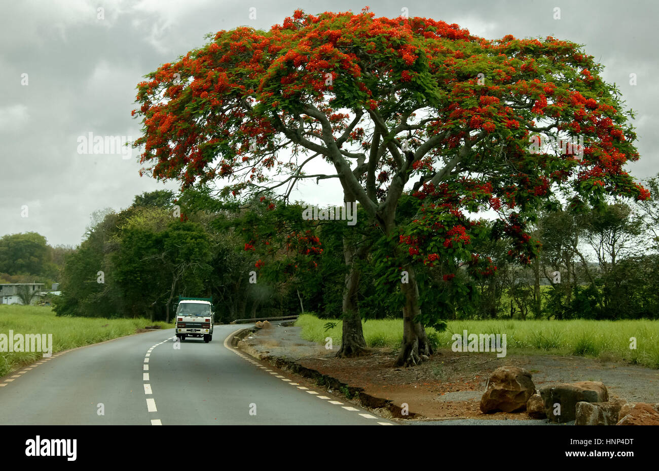 MUS, Mauritius, Flame Tree, Left-Hand Drive, Highway, Little Traffic ...