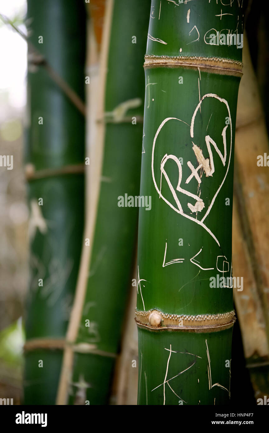 incised signature, bamboo trees, botanical garden in Pampelmousse is ...