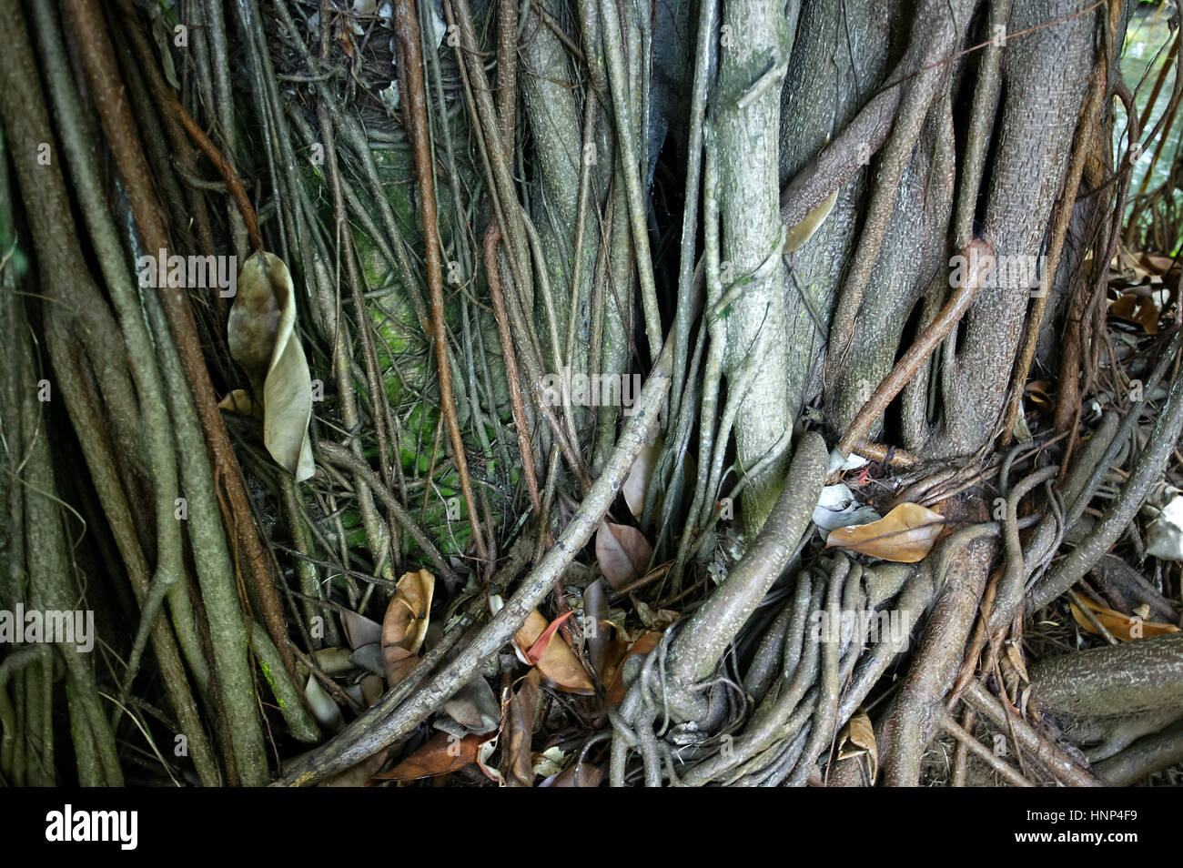 tangled tree roots, botanical garden in Pampelmousse is one of the most ...
