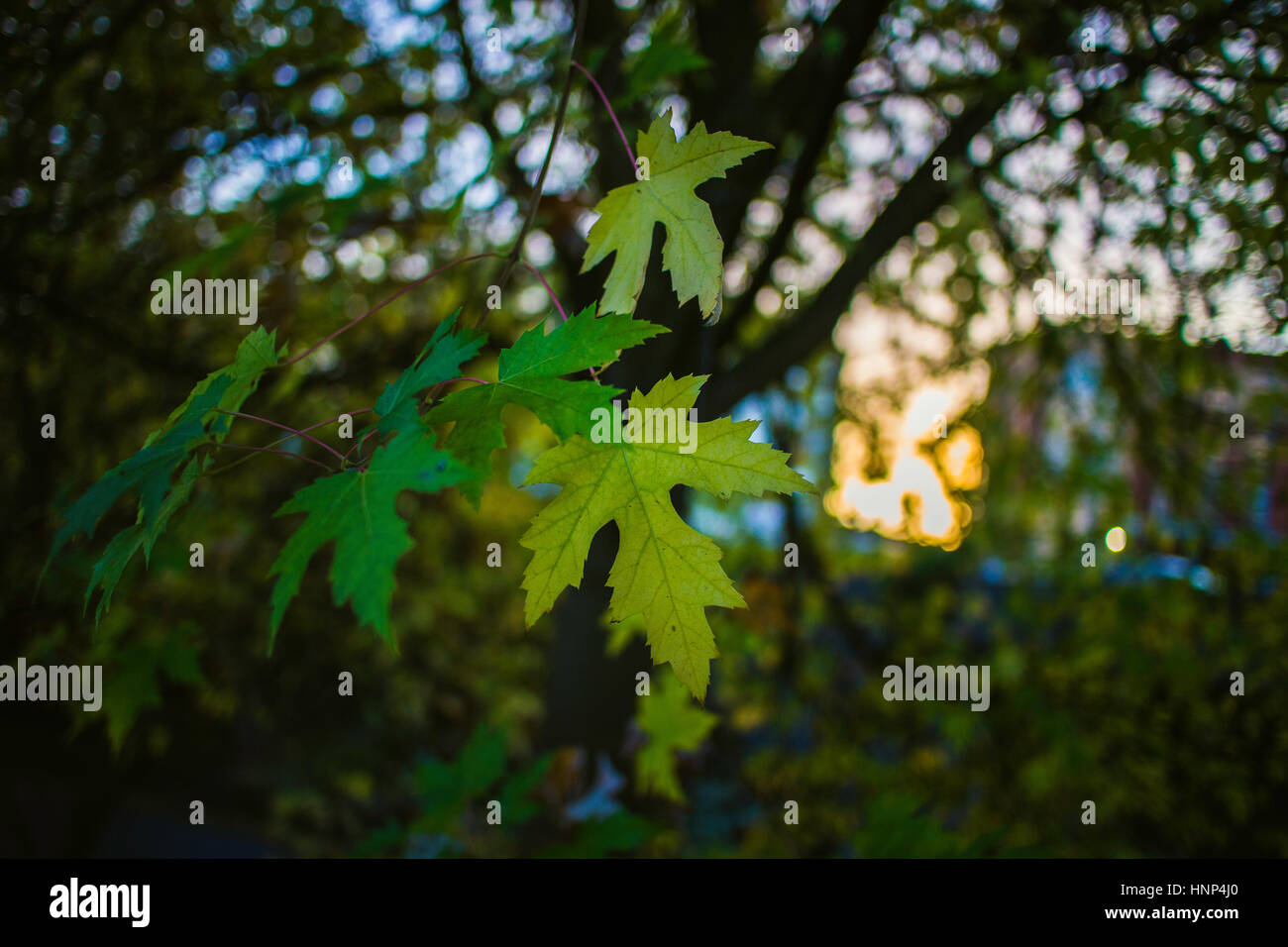 Spring summer autumn flowers hi-res stock photography and images - Alamy