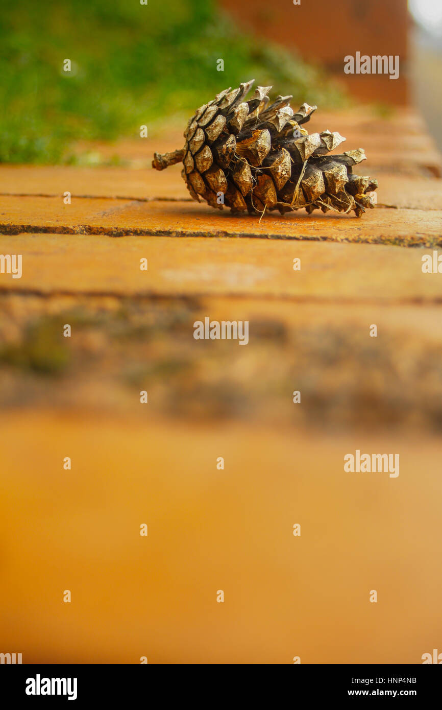 Flowers & Plants of Spring, Summer & Autumn Stock Photo - Alamy