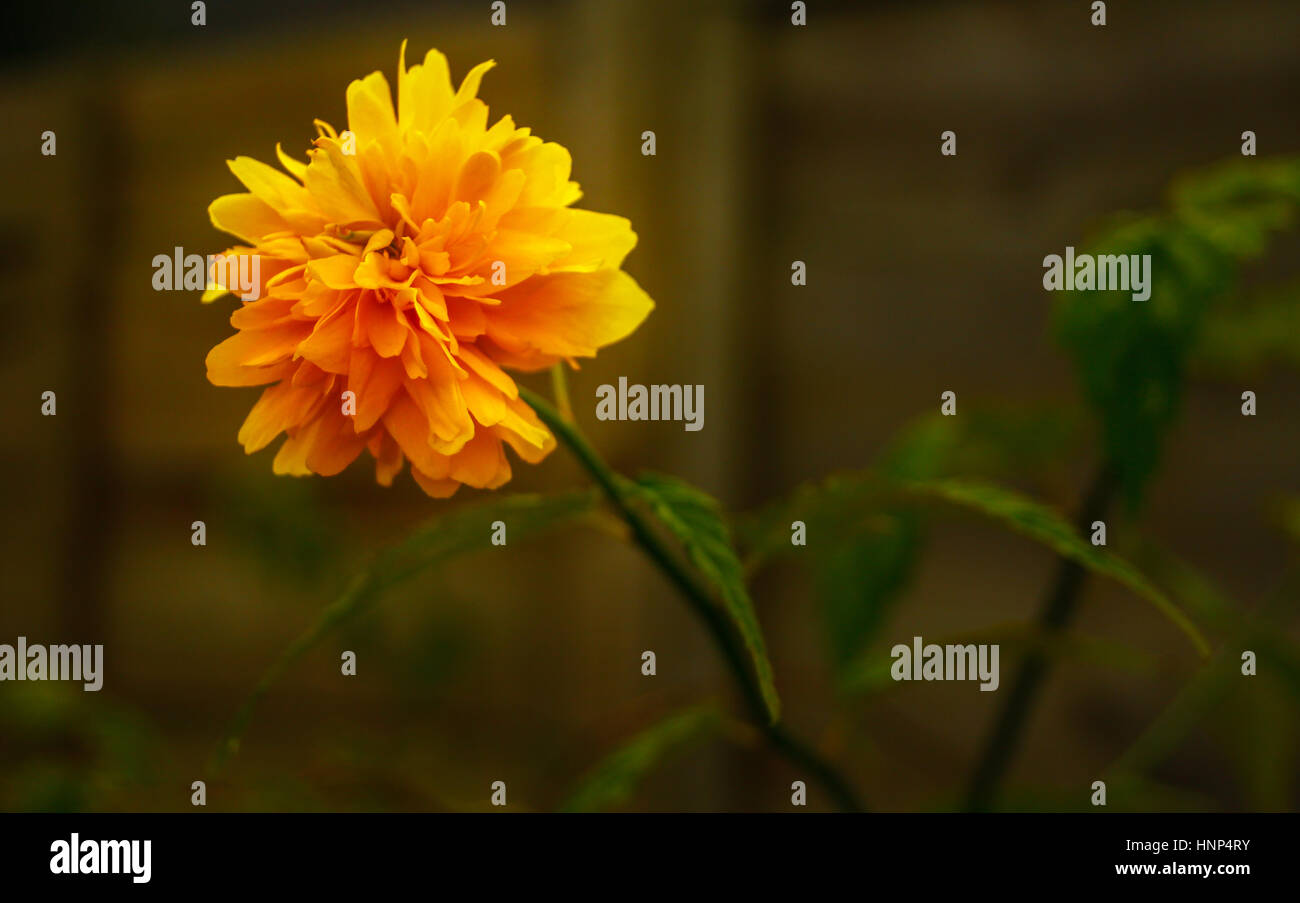 Flowers & Plants of Spring, Summer & Autumn Stock Photo - Alamy