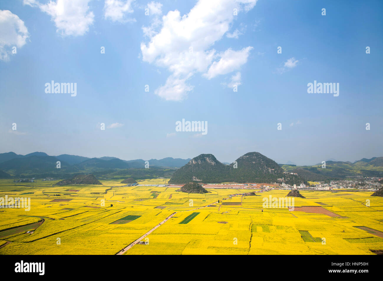 Rape fields in Luoping County, Yunnan Province, China Stock Photo - Alamy
