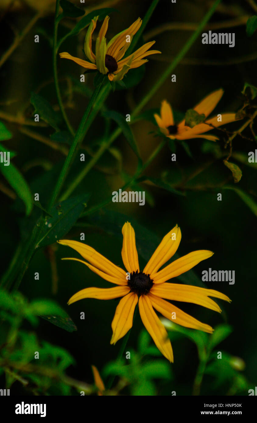 Flowers & Plants of Spring, Summer & Autumn Stock Photo - Alamy