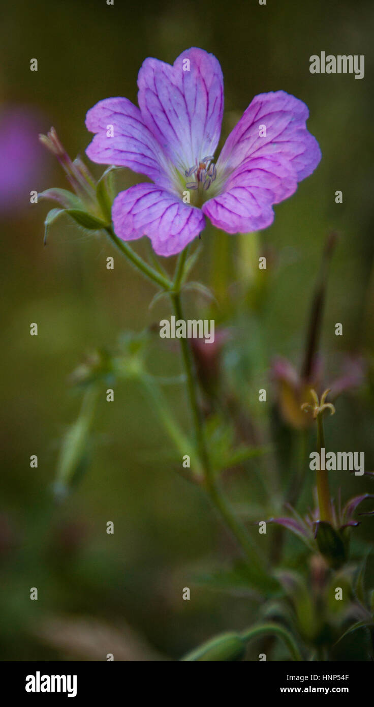 Spring summer autumn flowers hi-res stock photography and images - Alamy