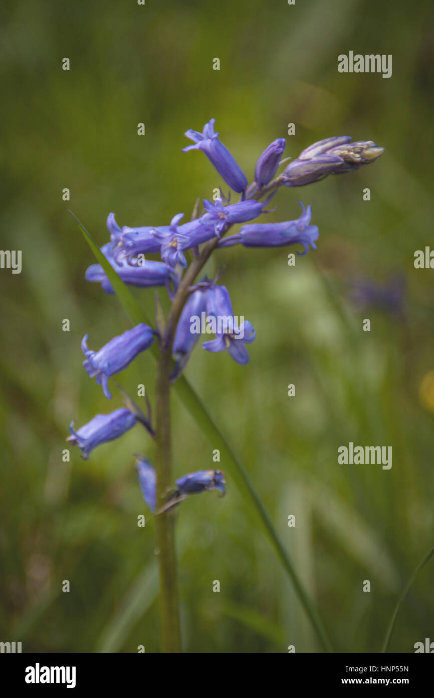 Flowers & Plants of Spring, Summer & Autumn Stock Photo - Alamy