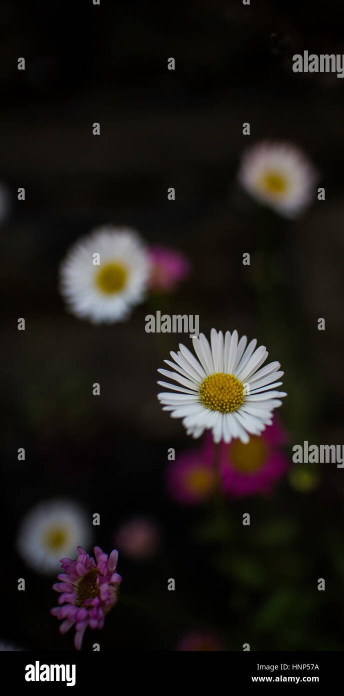 Flowers & Plants of Spring, Summer & Autumn Stock Photo - Alamy